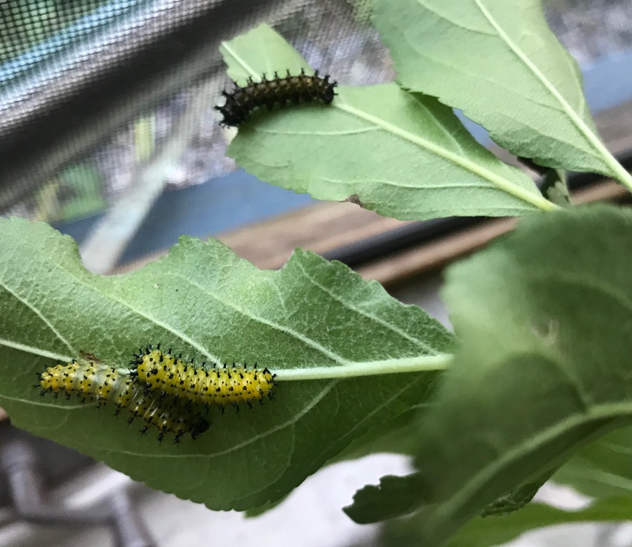 4. first 2 instar example - Commonweeder