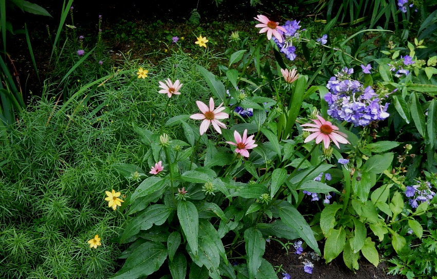7-15 coreopsis, coneflower Blue Paradis phlox - Commonweeder