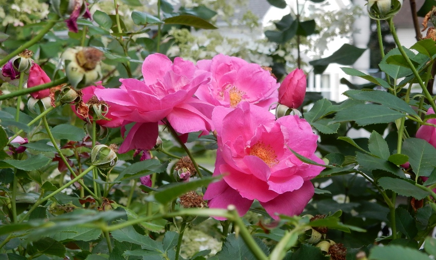 Garden Bloggers Bloom Day - August 15, 2020