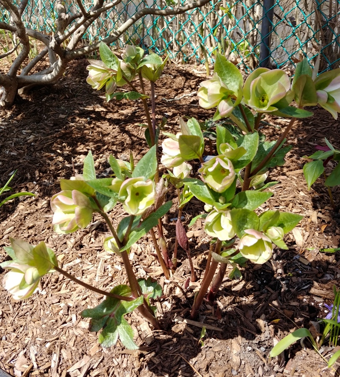 Alphabet for Pollinators - H is for Hellebore