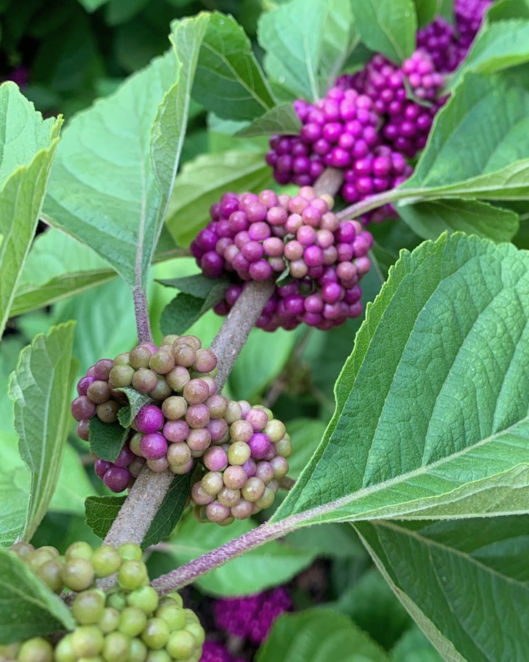 Callicarpa americana - Commonweeder