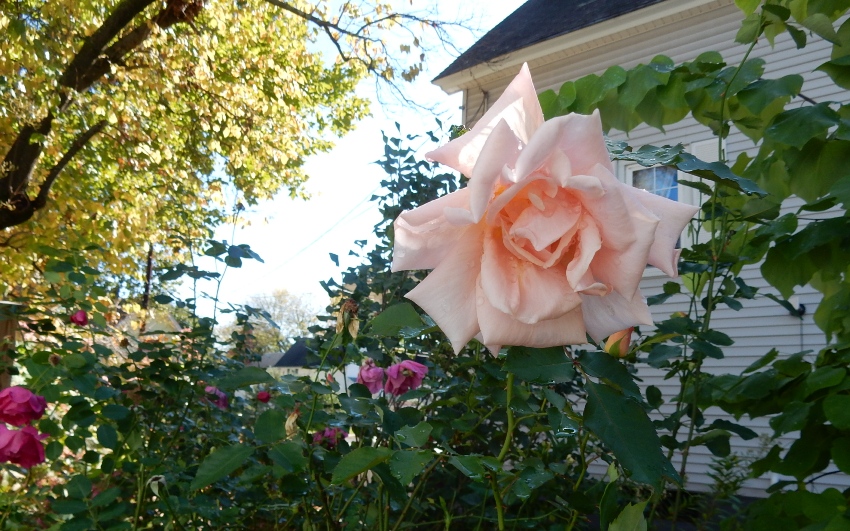 Our Last Roses of Summer - Still Blooming for a While
