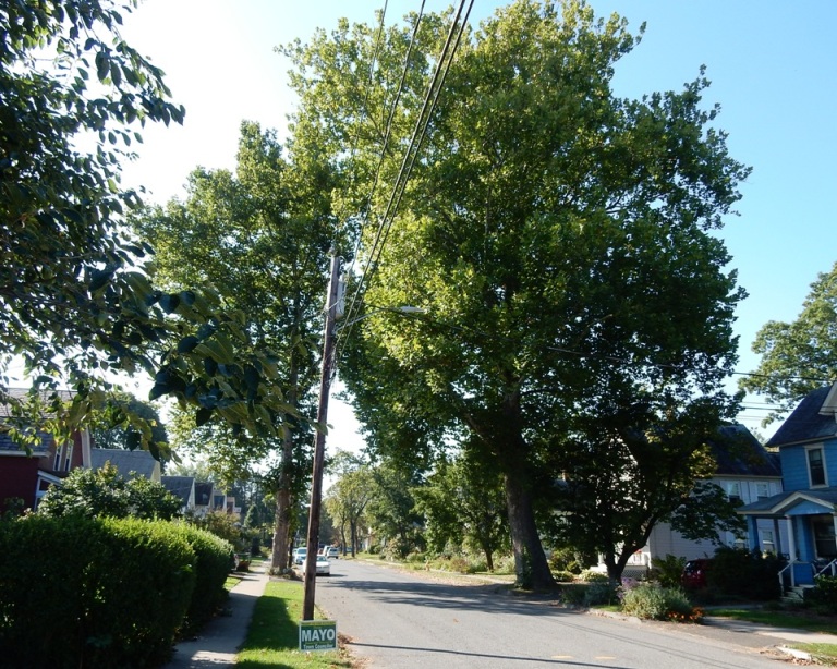 The American Sycamore - Largest Deciduous Tree in the United States