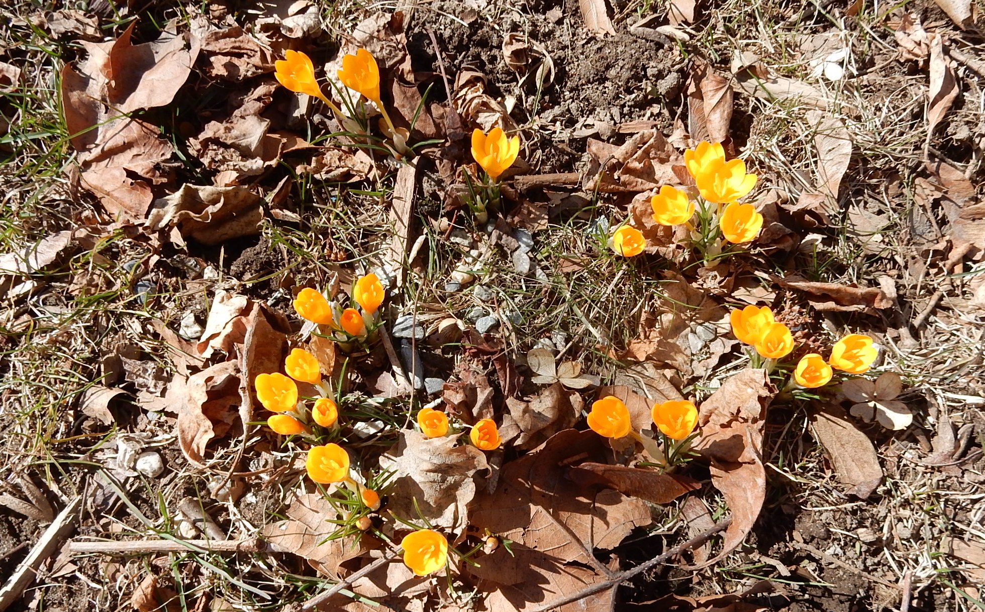 4-21 golden crocus 2 - Commonweeder