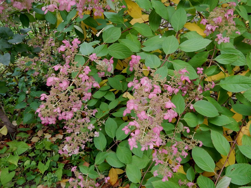 9-28 Angel Blush hydrangea closeup - Commonweeder