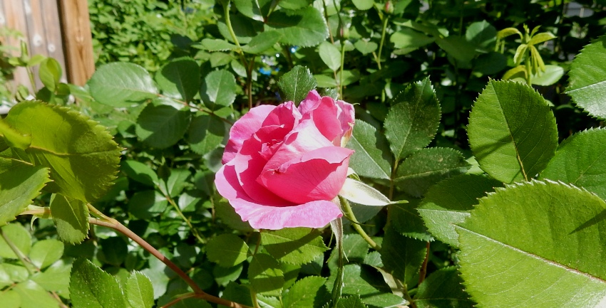 5-26-21 Thomas Affleck rose - Commonweeder