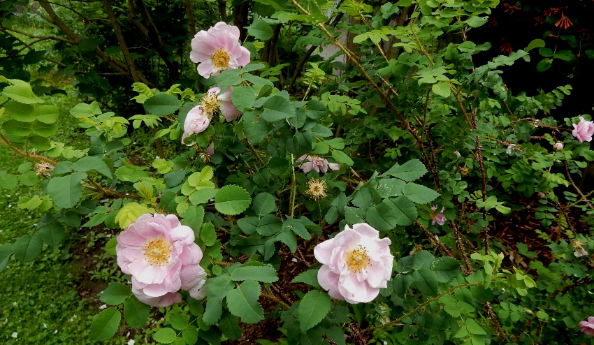 6-2-21 Purington Pink - Commonweeder