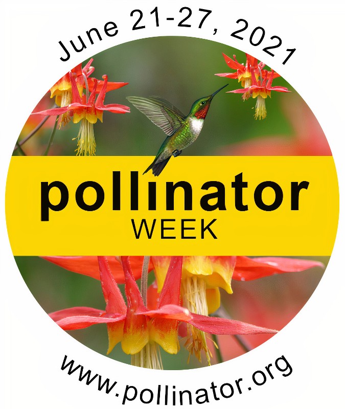 National Pollinators Week - June 20-27 - Asters to Yarrow