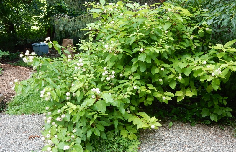 7-14-21 Buttonbush - Commonweeder