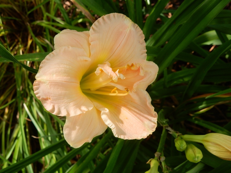 7-14-21 Gentle color and ruffles - Commonweeder