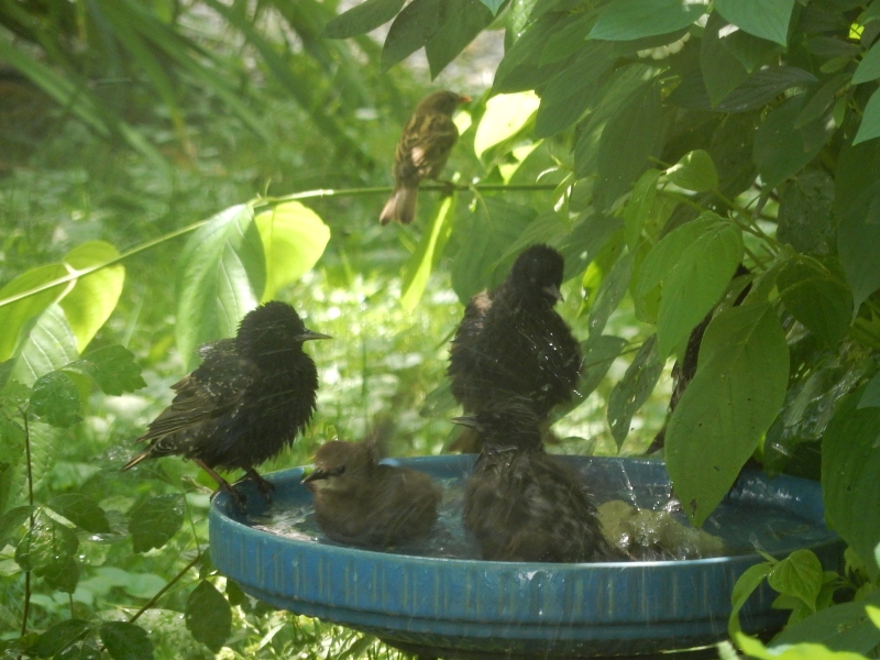 7-9-21 busy birds - Commonweeder