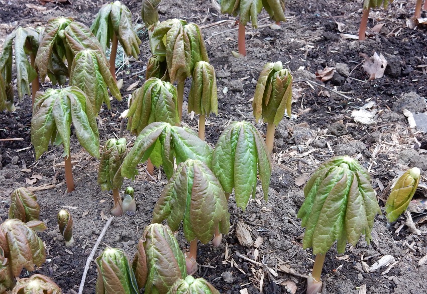 Mayapple - A Spring Ephemeral and Summer Poison