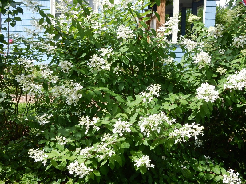 8-3-21 Angel's Blush hydrangea - Commonweeder