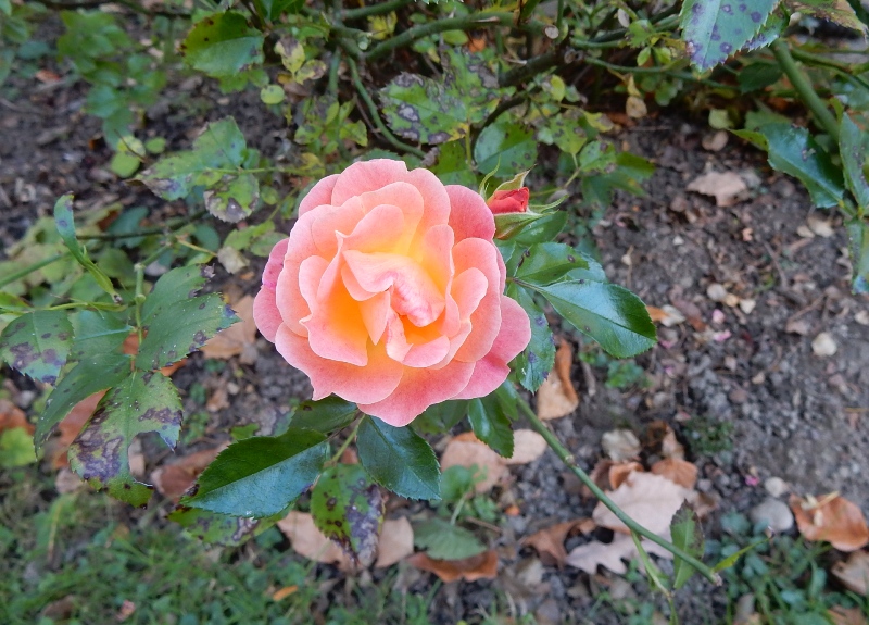 The Roses That Bloom In Autumn