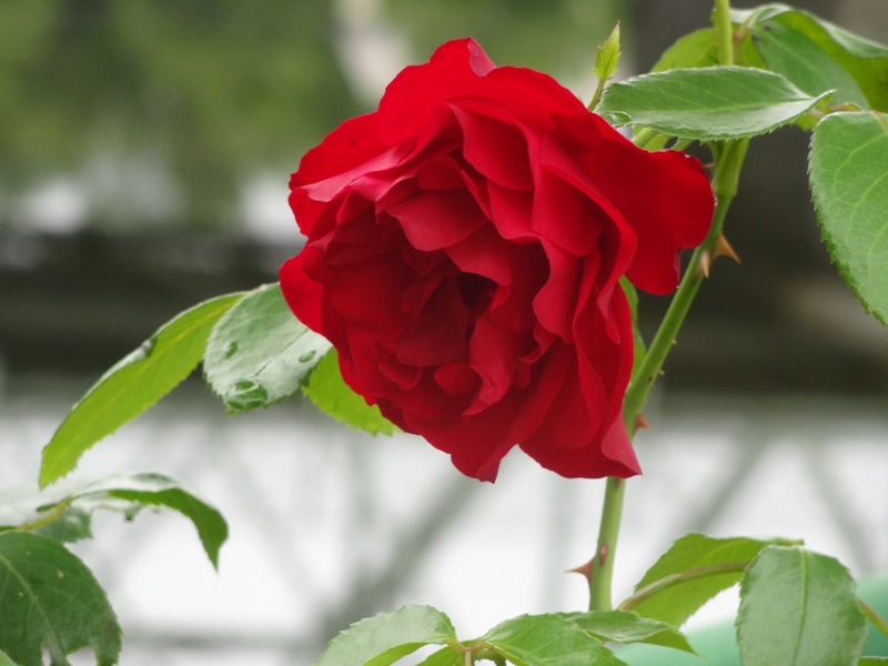 Valentine's Day - Which Plants of Love are in Your Garden