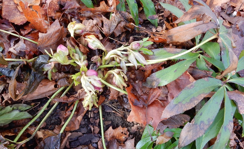 Hellebores - A Surprise and Delight