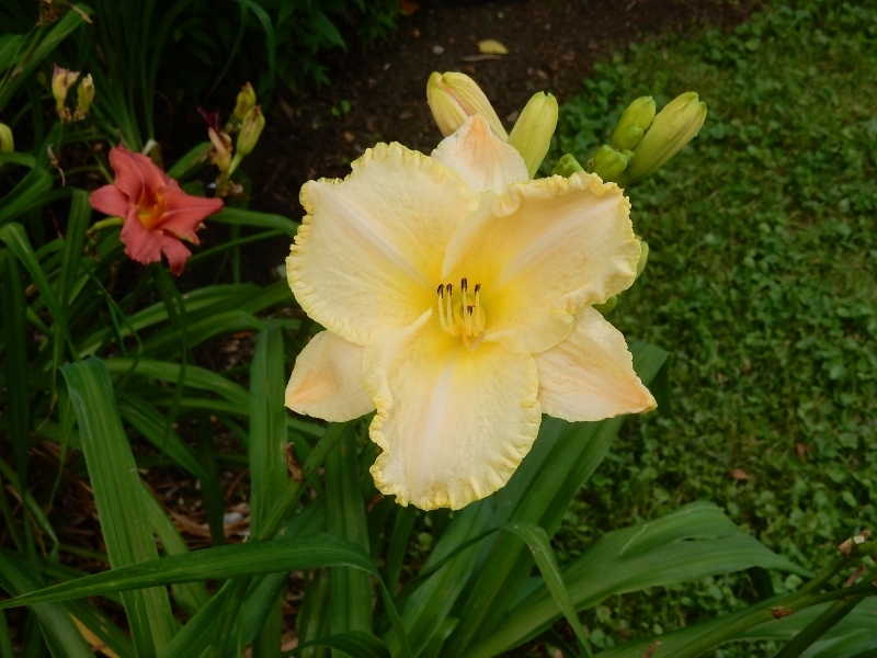 7-12-22 single creamy ruffle daffodil - Commonweeder