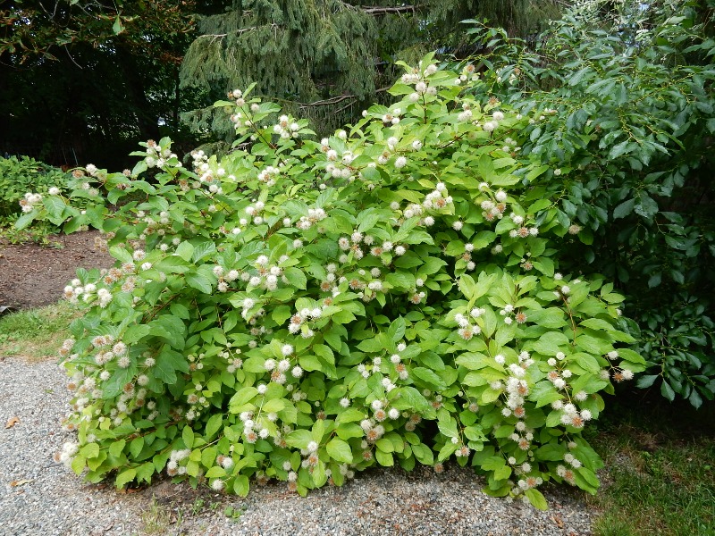 7-19 buttonball bush - Commonweeder