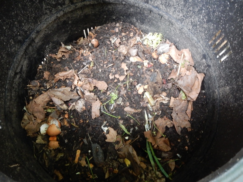 9-26-22 Old Compost almost done - Commonweeder