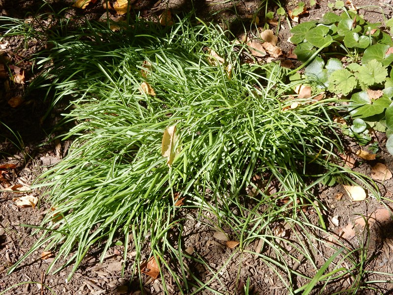 10-10-22 grape hyacinth foliage - Commonweeder