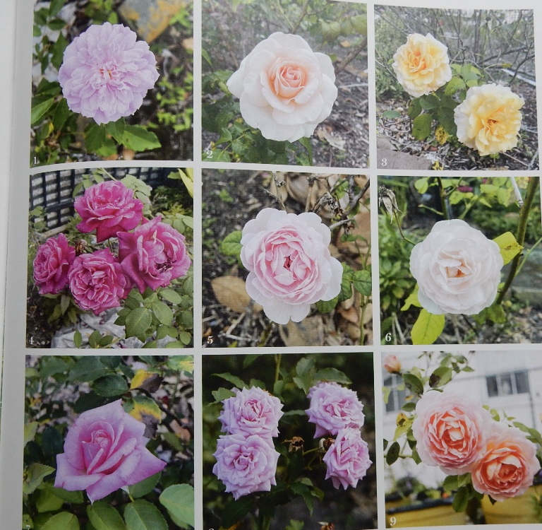 10-4-22 Roses! - Commonweeder