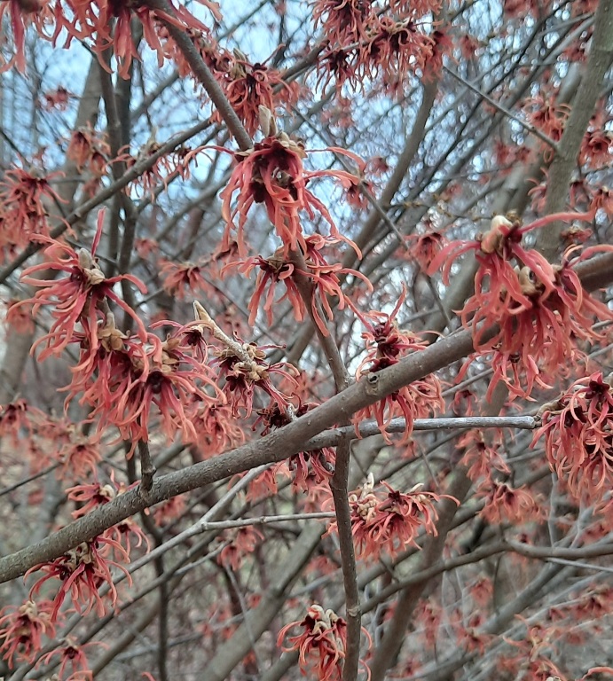 Witch-Hazels or Hamamelis - Spring Is Coming!