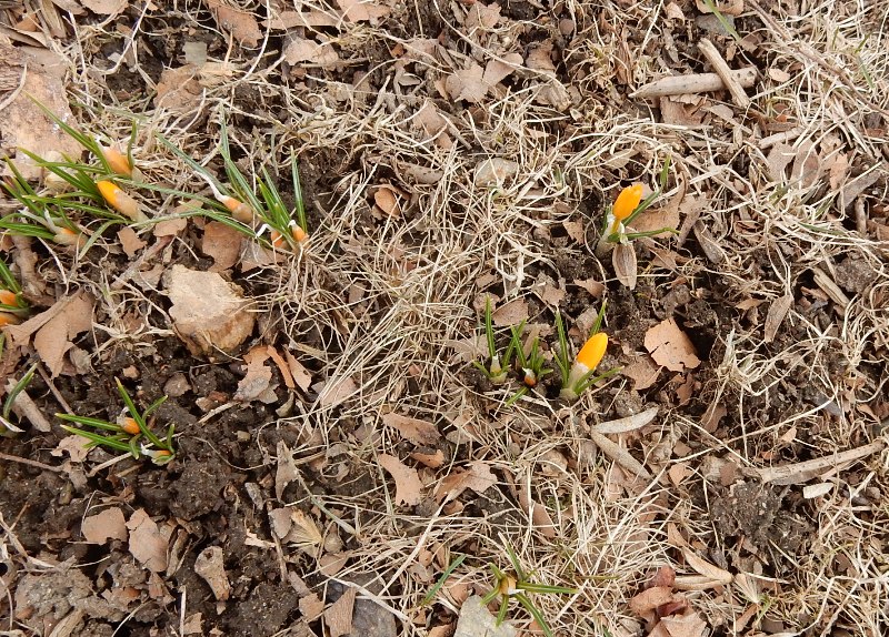 Spring Gold on Our Lawn