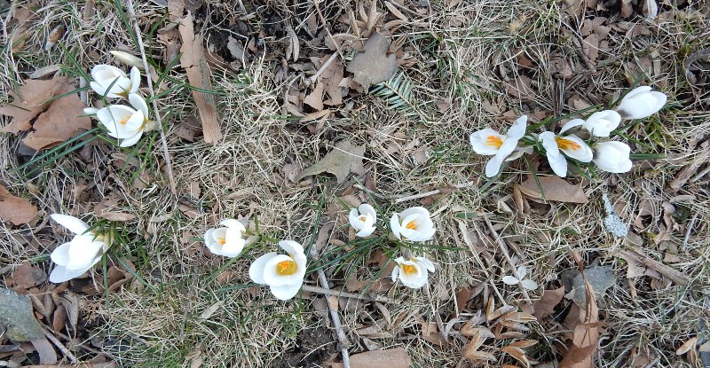 More Than Gold in the Garden