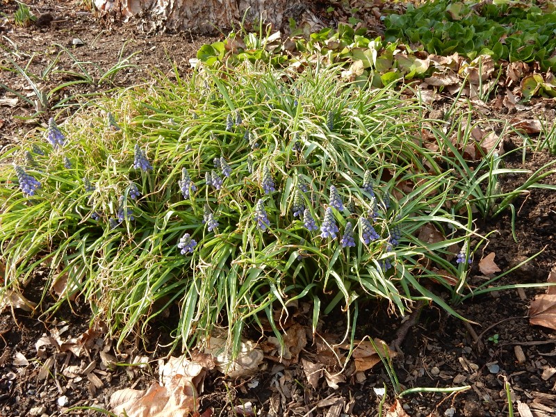 4-14-23 Grape Hyacinths - Commonweeder