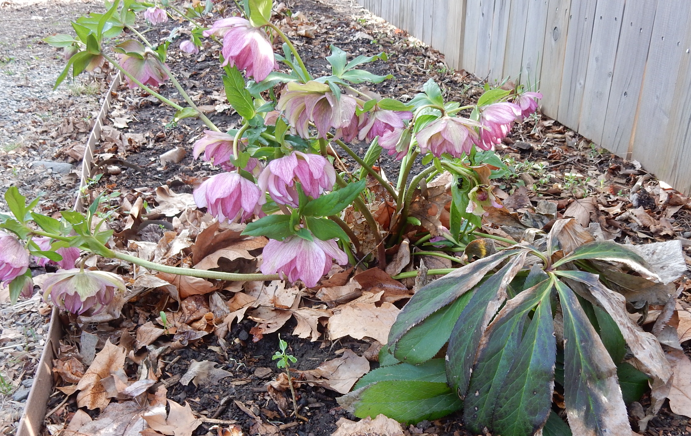 4-14-23 Hellebores - Commonweeder