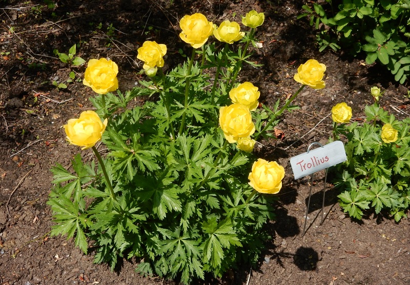 5-13-23 Trollius - Commonweeder
