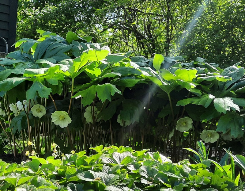 Garden Bloggers Bloom Day - May 15, 2023