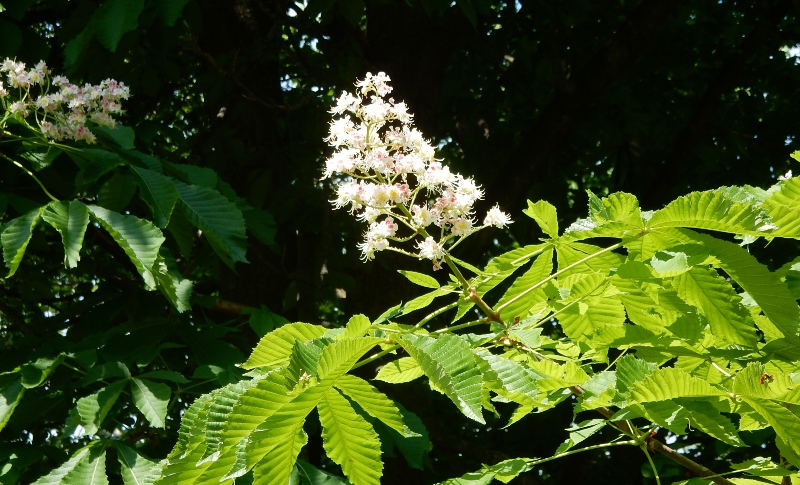 5-22-23 Horse Chestnut 2 - Commonweeder