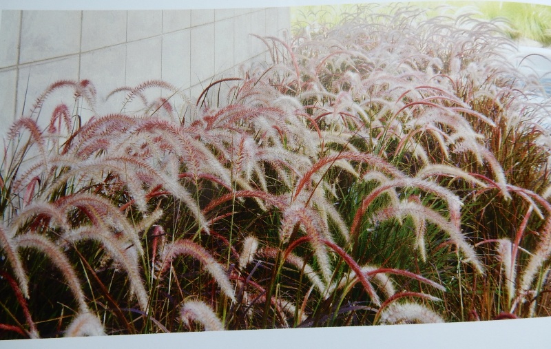 Grasses - for Gardens and Landscapes