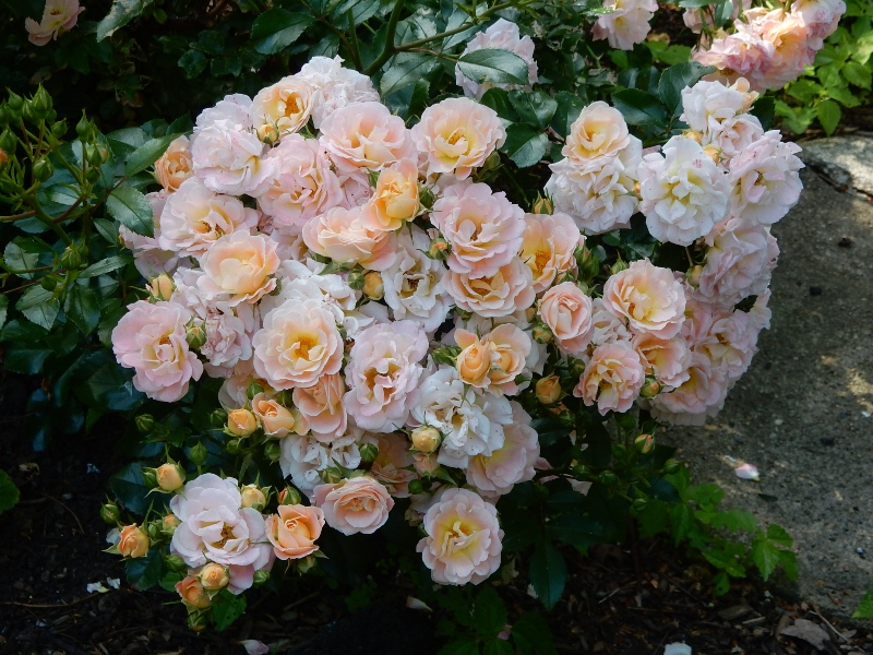 6-21-23 Drift Peach roses - Commonweeder