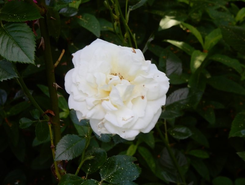 Roses of Many Colors and Sizes