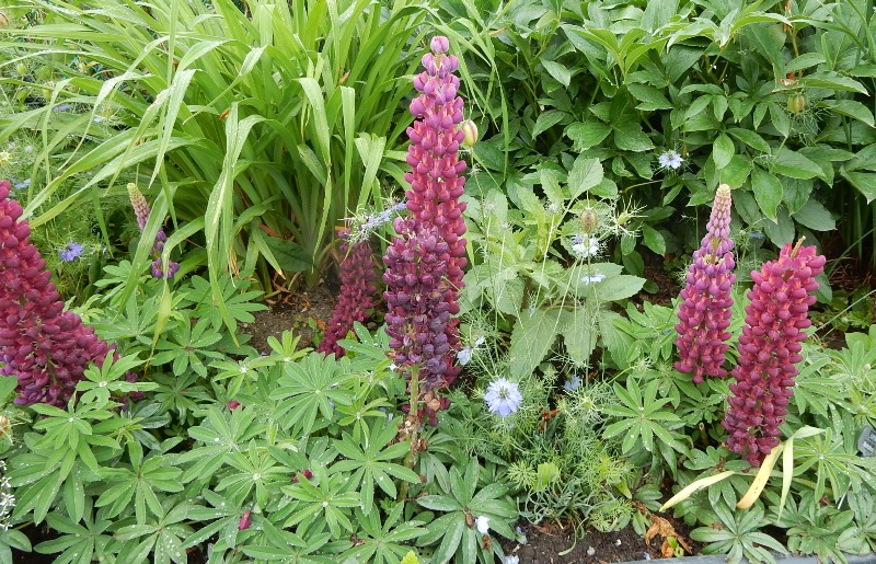 6-24-23 Lupine Masterpiece - Commonweeder