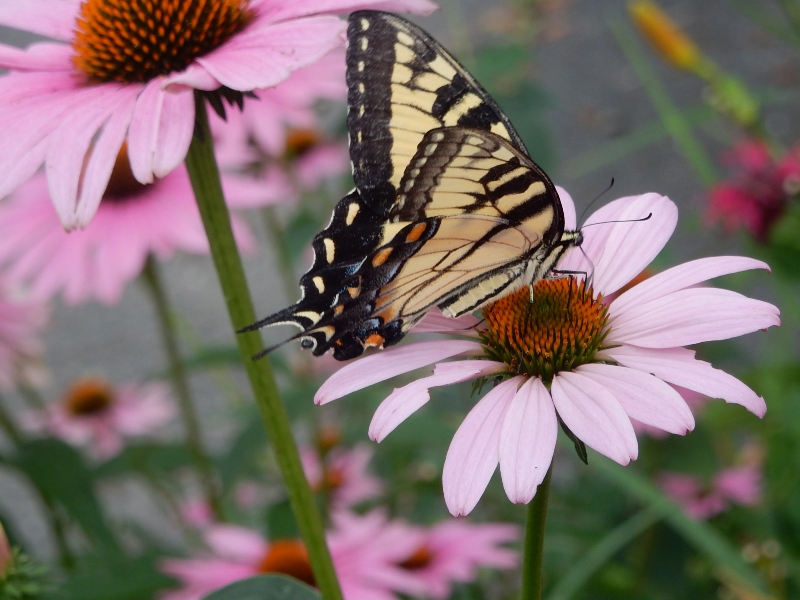 A Beautiful Butterfly