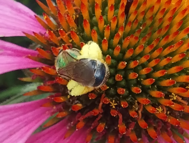 What Kind of Bees Are on My Cone Flower?