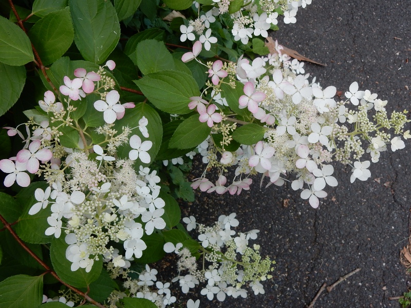 Hydrangeas of Many Shades and Colors