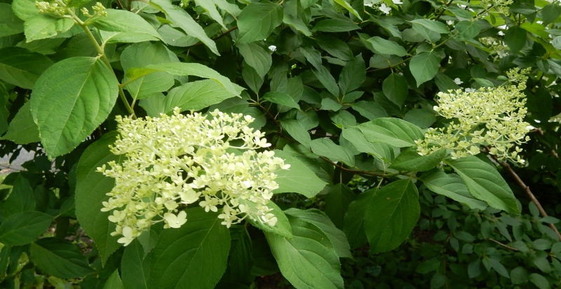 8-3-23 Green hydrangea - Commonweeder