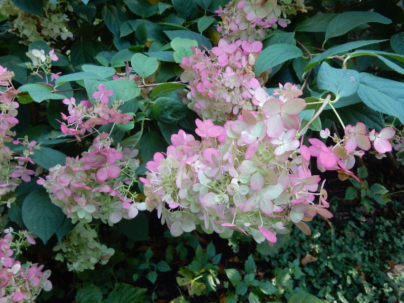 Fire Light Hydrangea Is Showing Off