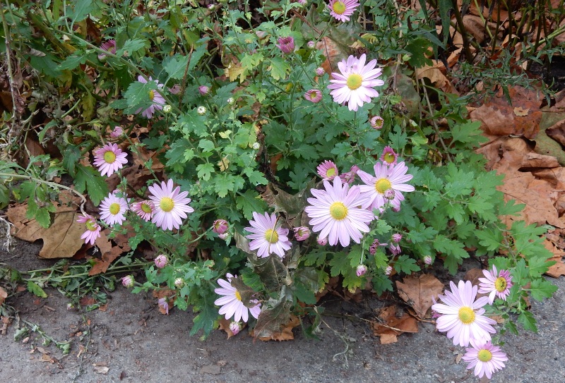 Chrysanthemum "Sheffield Pink" in Bloom