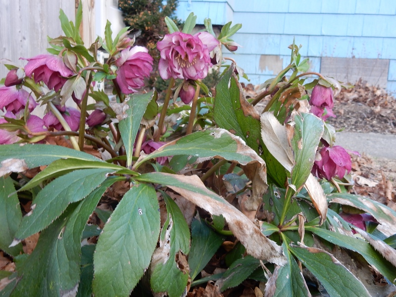 Beautiful Hellebores Bring Beauty to Very Early Spring