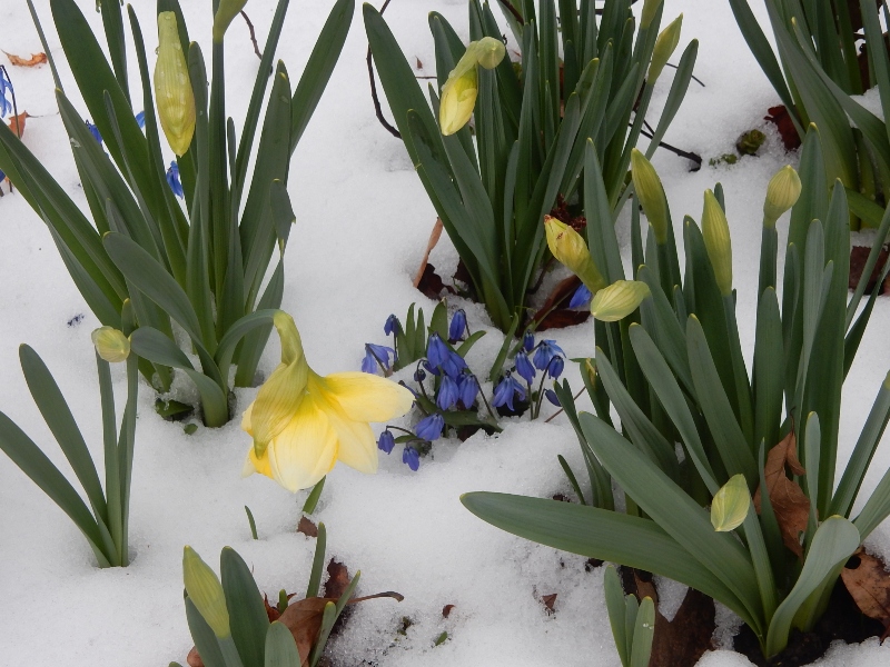 Not Fair! We Long for Spring!