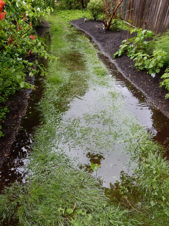 5-27-24 Flooded Path - Commonweeder