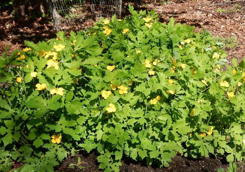 Golden Flowers in My Garden
