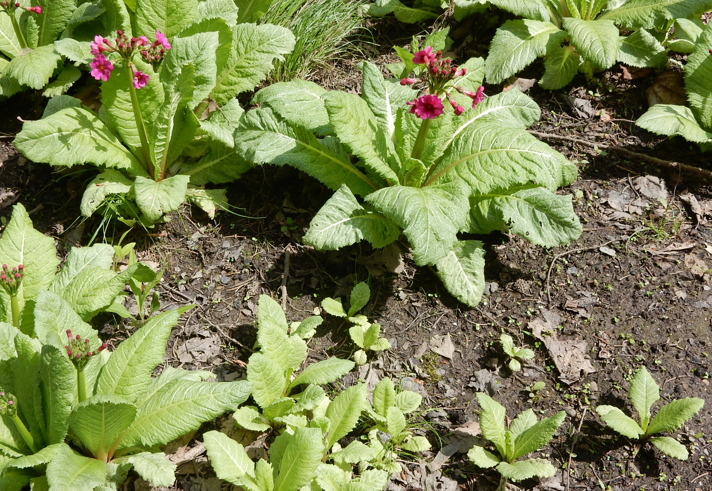 5-9-24 Posys - Commonweeder