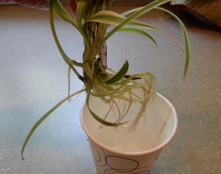 Rory Knows About Plants!