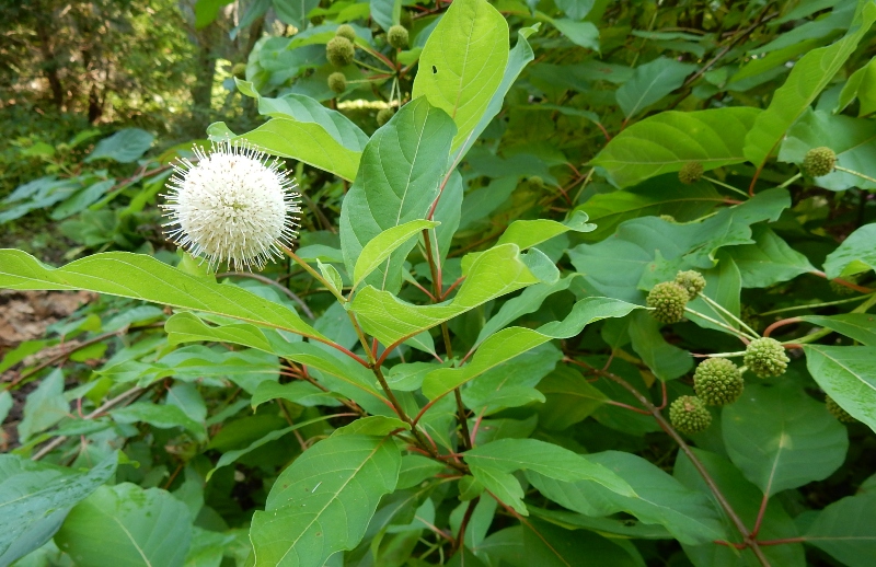 9-13-24 Button Bush - Commonweeder